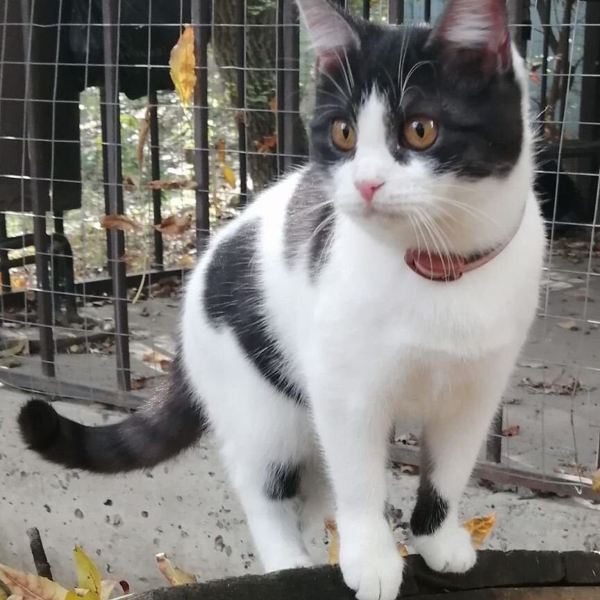Котята в добрые руки бесплатно