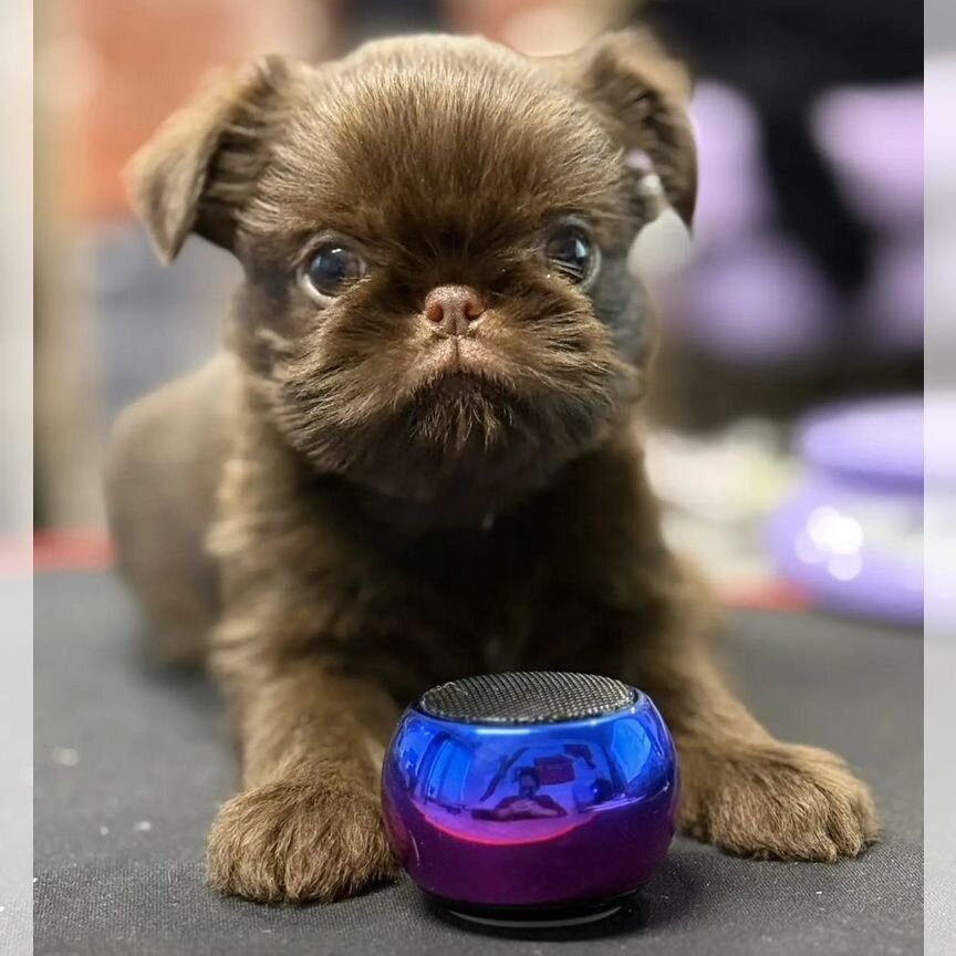 Бельгийский гриффон, щенок