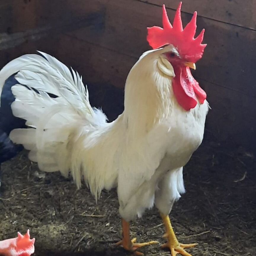 Петух леггорн