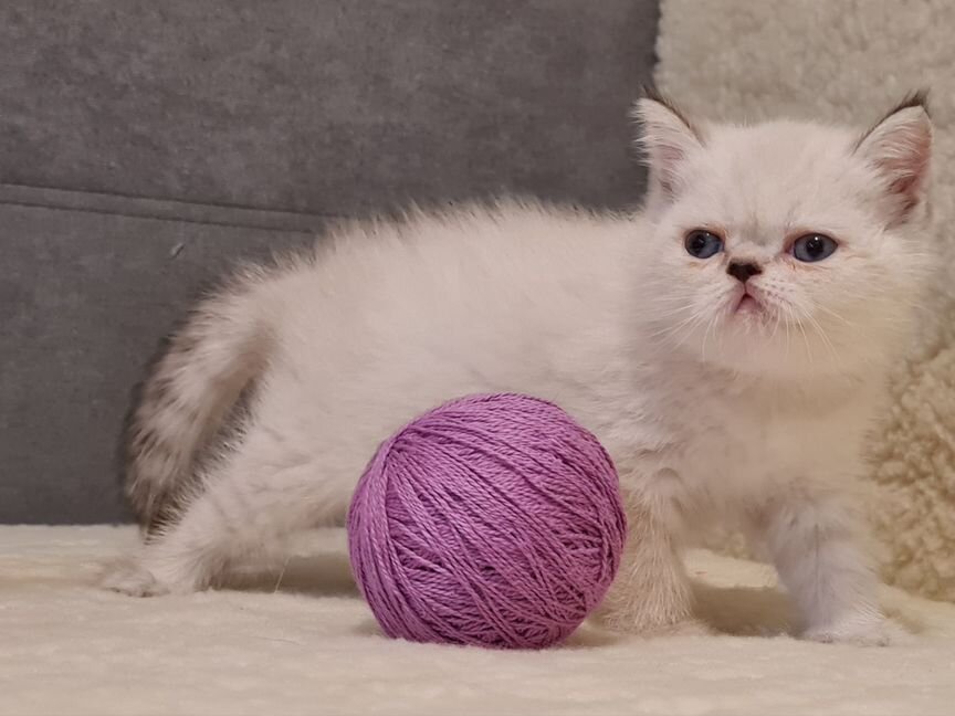 Котенок Экзот
