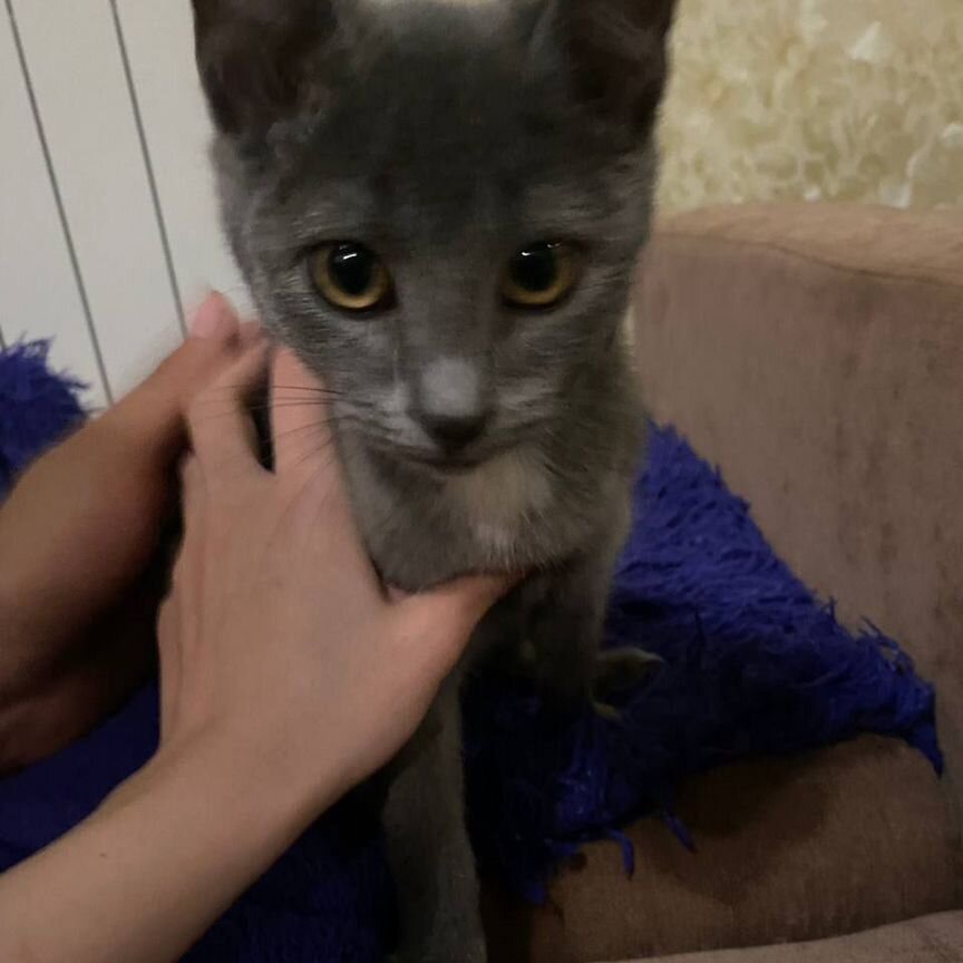 Отдам кошечку в добрые руки