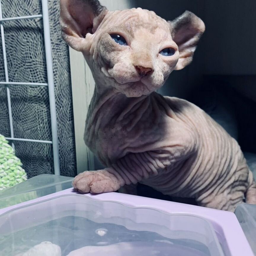 Котята сфинкс эльф