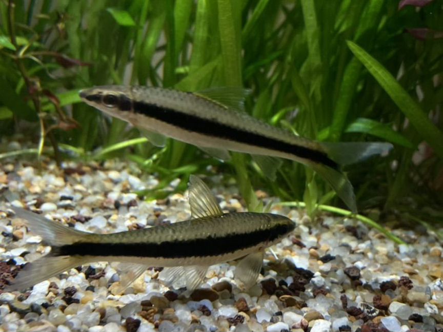 Сиамский водорослеед рыбки