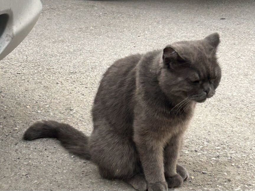 Чей кот В бдо