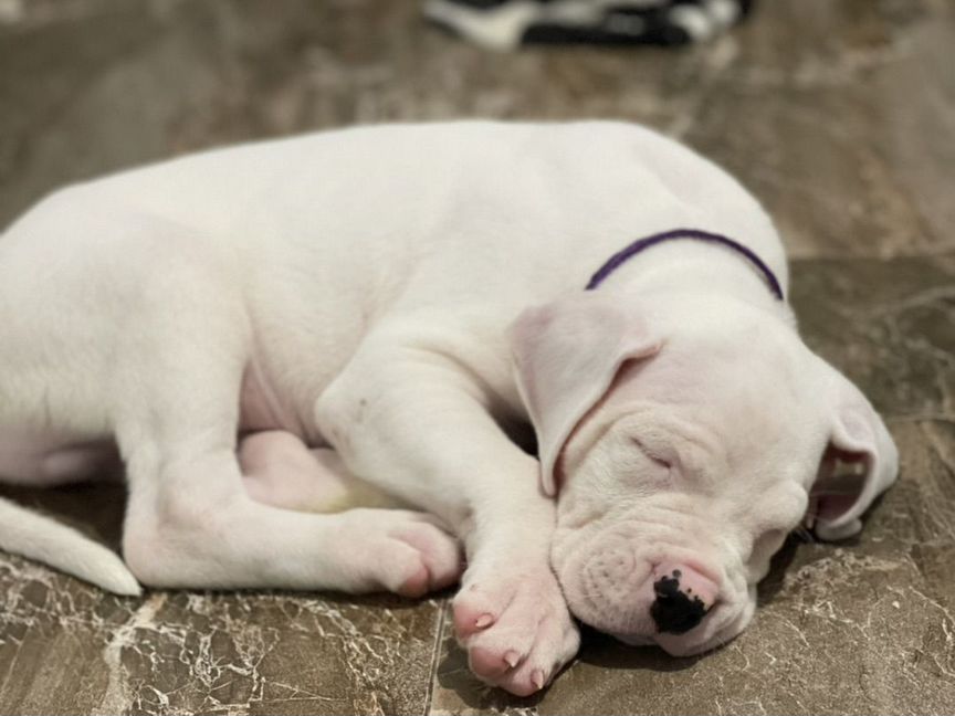 Аргентинский дог, щенки