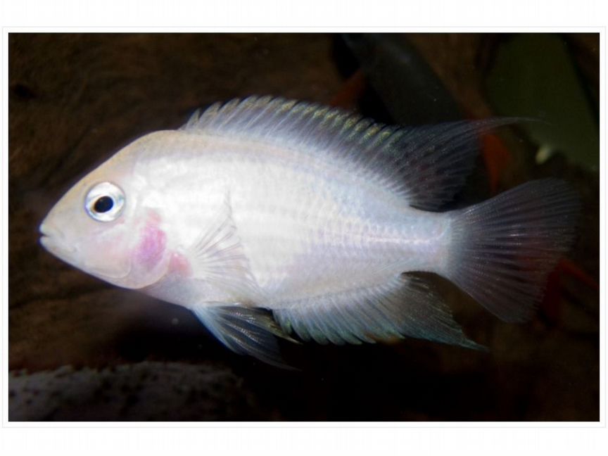 Цихлида фламинго