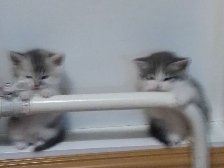 Котенок полубританский бесплатно