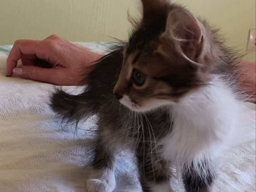Котёнок в добрые руки, бесплатно, мальчик