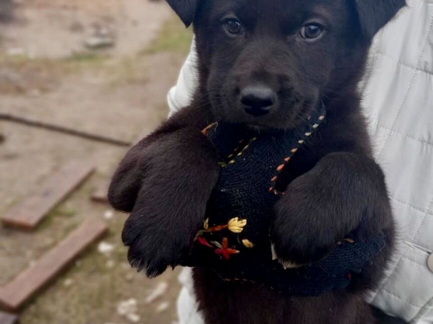 Чудесные щенки в добрые руки