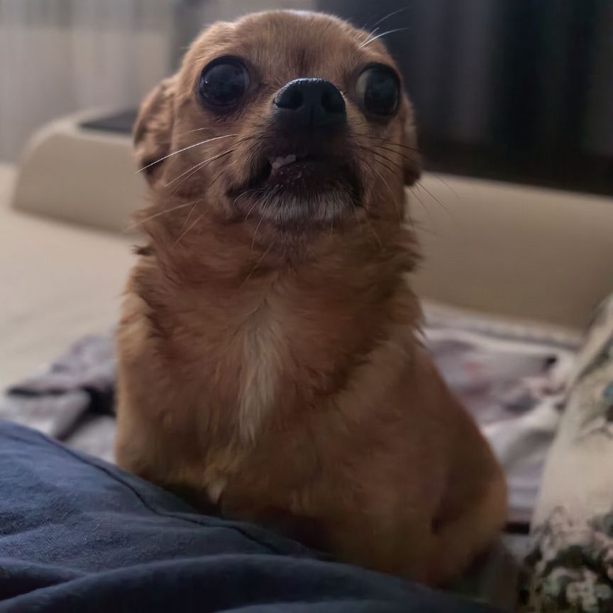 Чихуахуа, взрослая собака