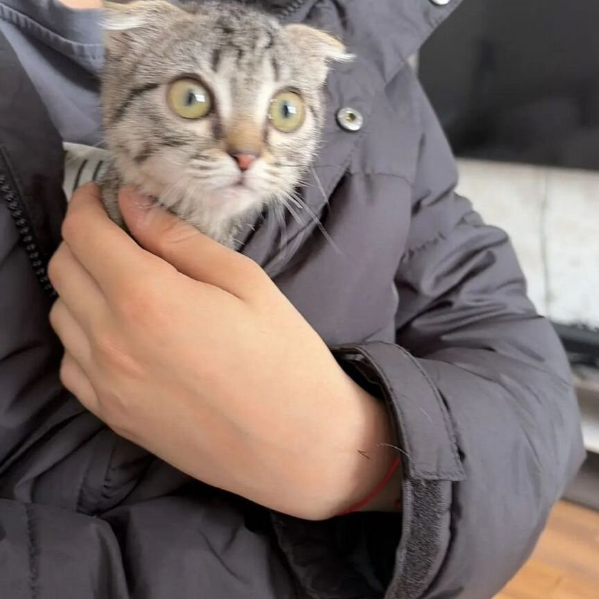 Шотландский вислоухий короткошёрстный котёнок