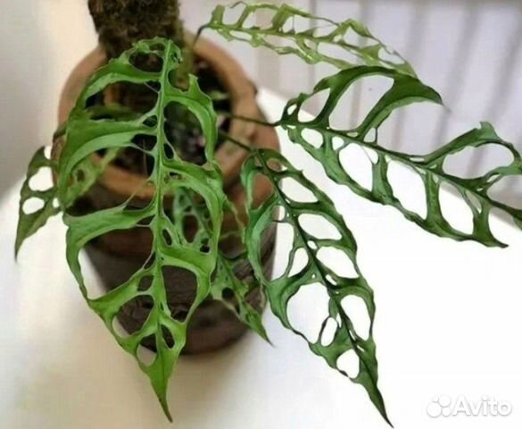 Монстера обликва перу черенки и растение купить в Москве Товары для