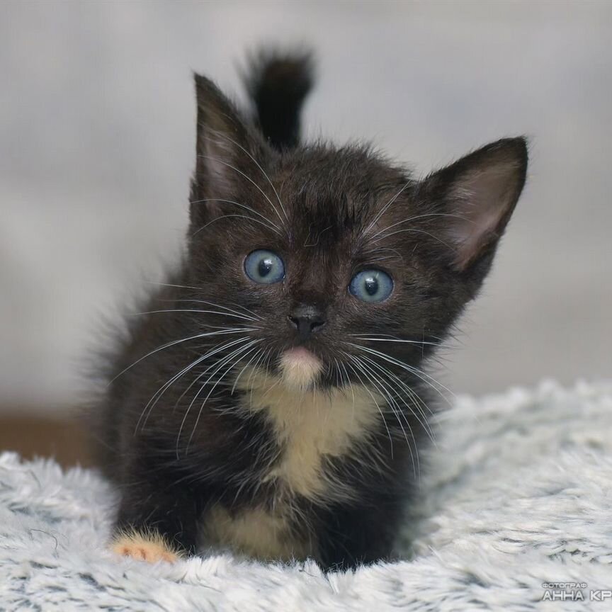 Ласковый котенок мальчик 1,5 месяца