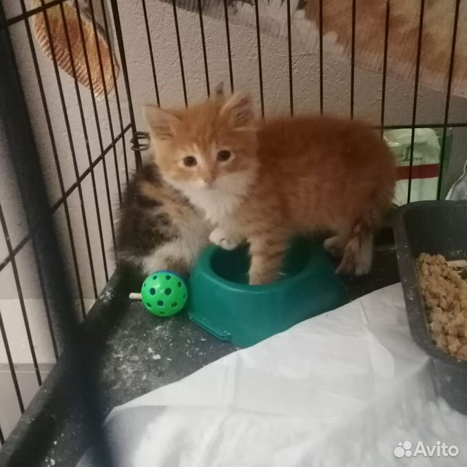 Котенок мальчик 1,5месяца в добрые руки