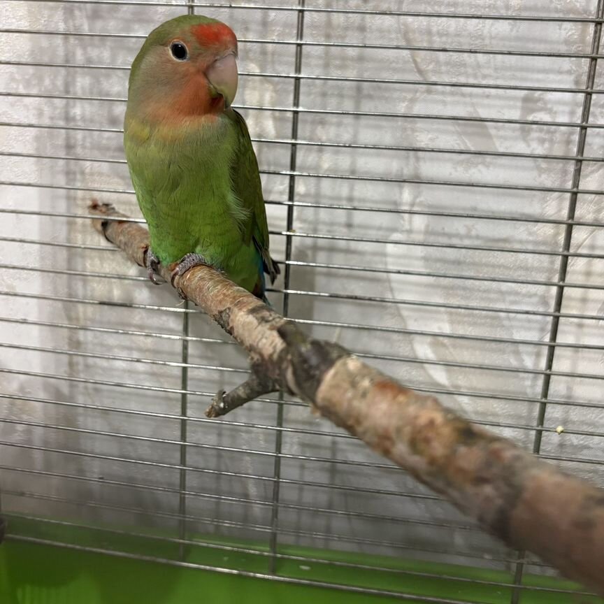 Попугай неразлучники