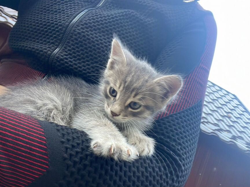 Котенок от Мейкуна и Сибирской кошки