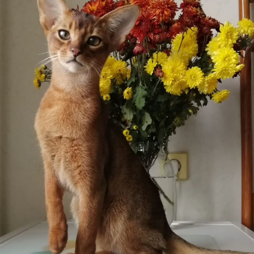 Абиссинские ласковые игривые котята