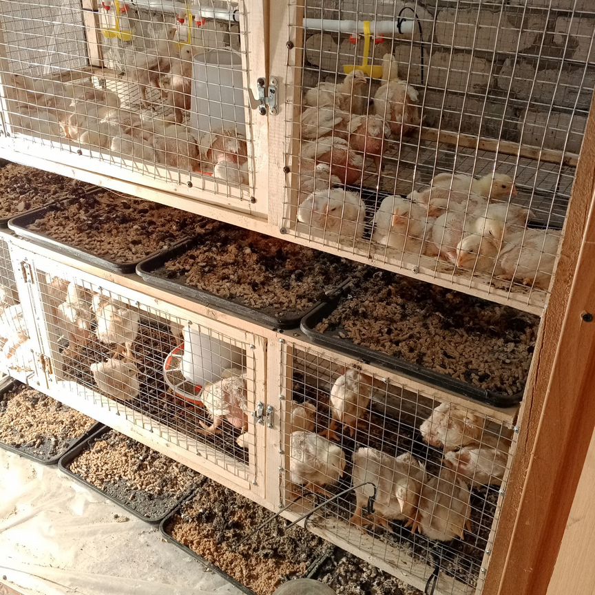 Цыплята бройлеры кобб 500