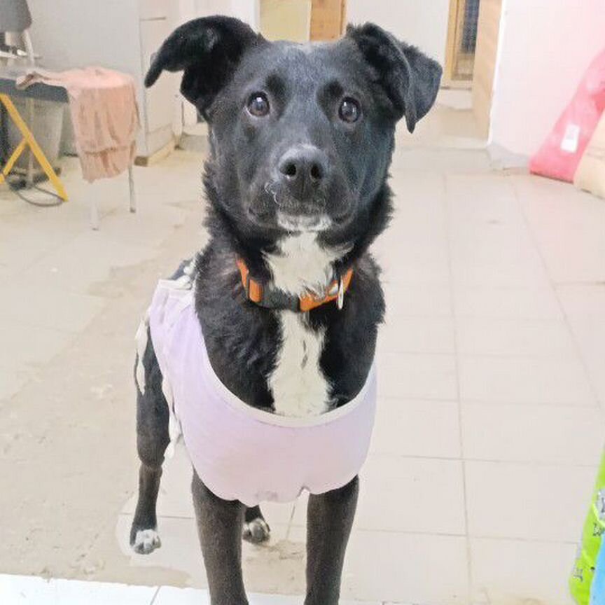 Ласковый щенок в добрые руки