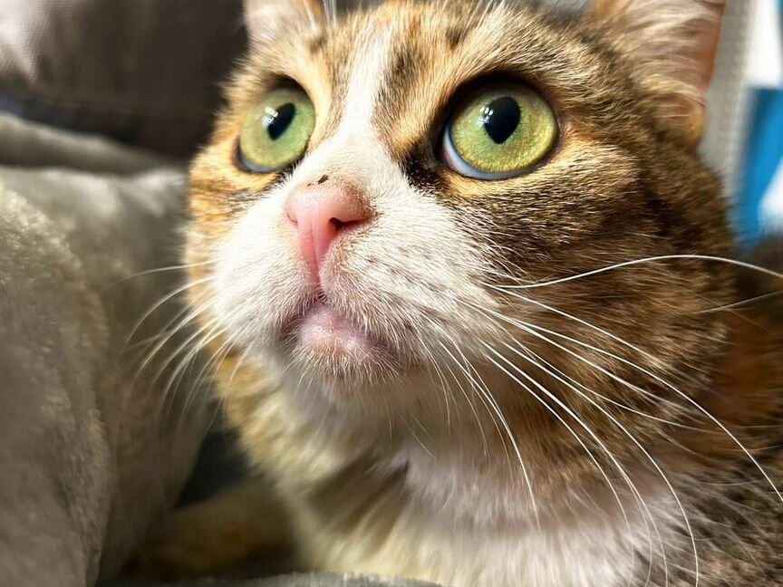 Тося ищет маму