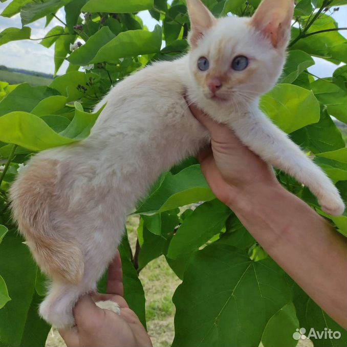 Котёнок мальчик меконгский бобтейл