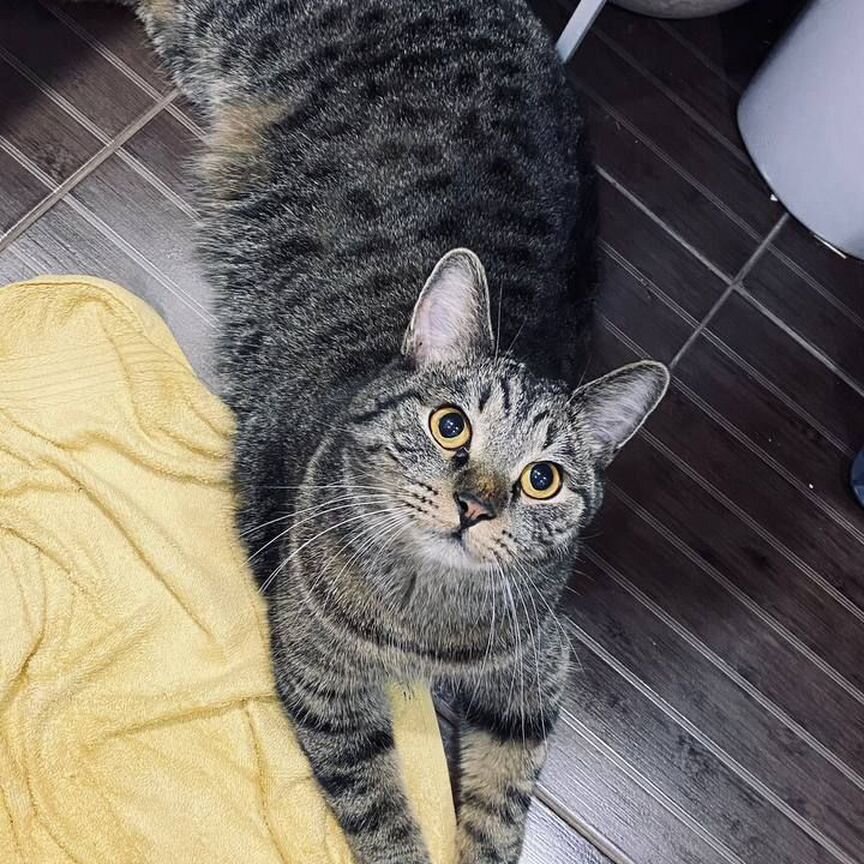 Кот в добрые руки с питанием