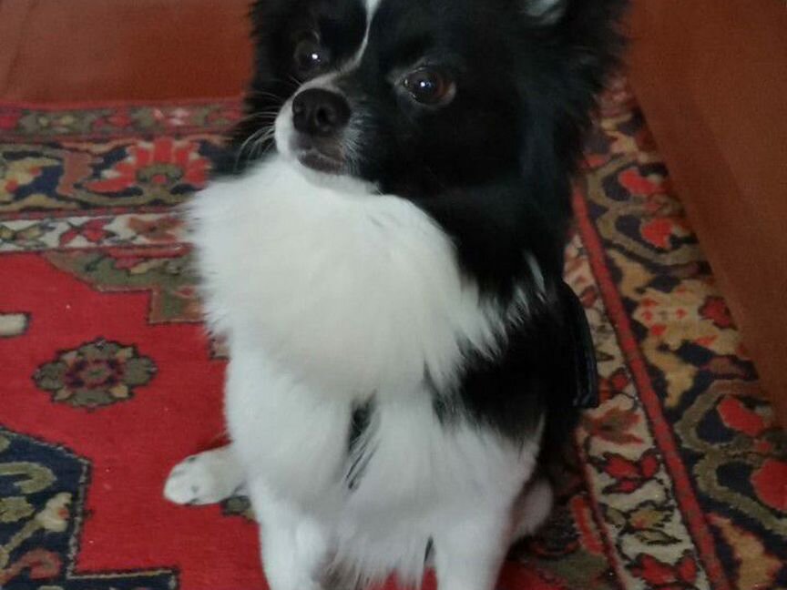 Мальчик чих для вязки