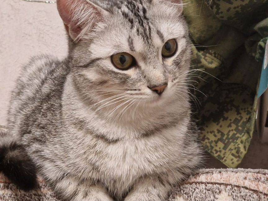 Кошечка в добрые руки