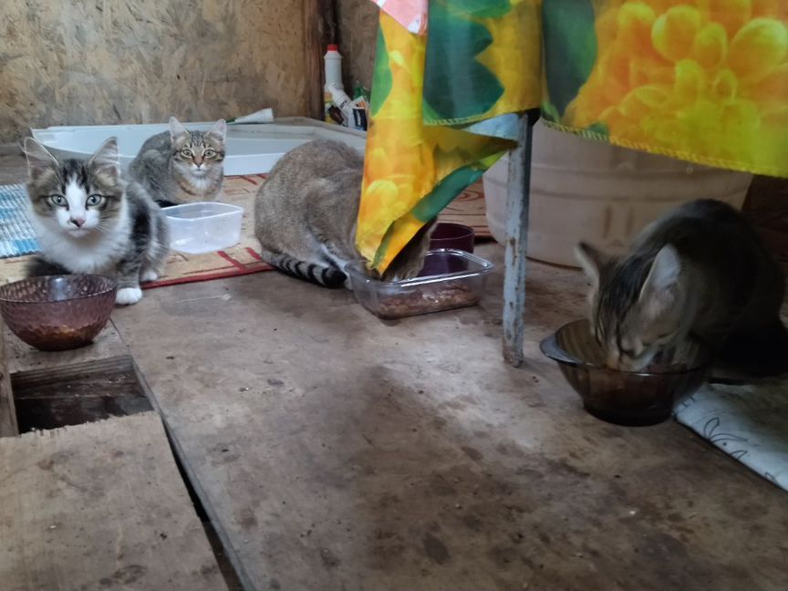 Котята в добрые руки