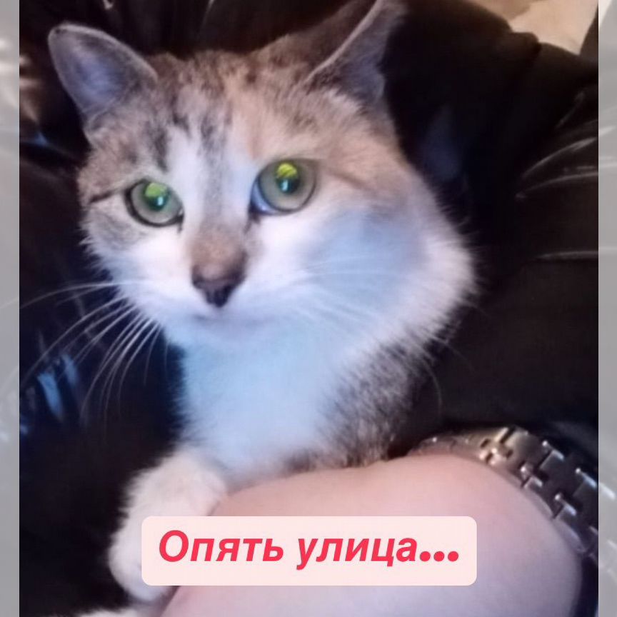 Кошка и кот