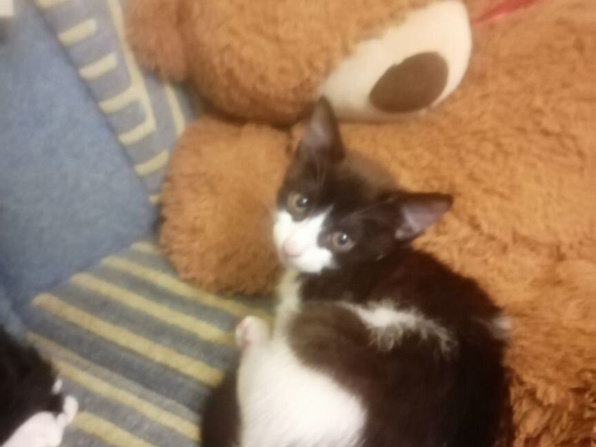 Домашние животные котята