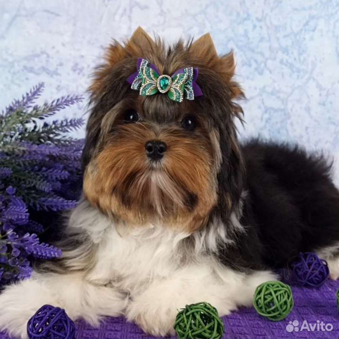 Красивый мальчик Бивер