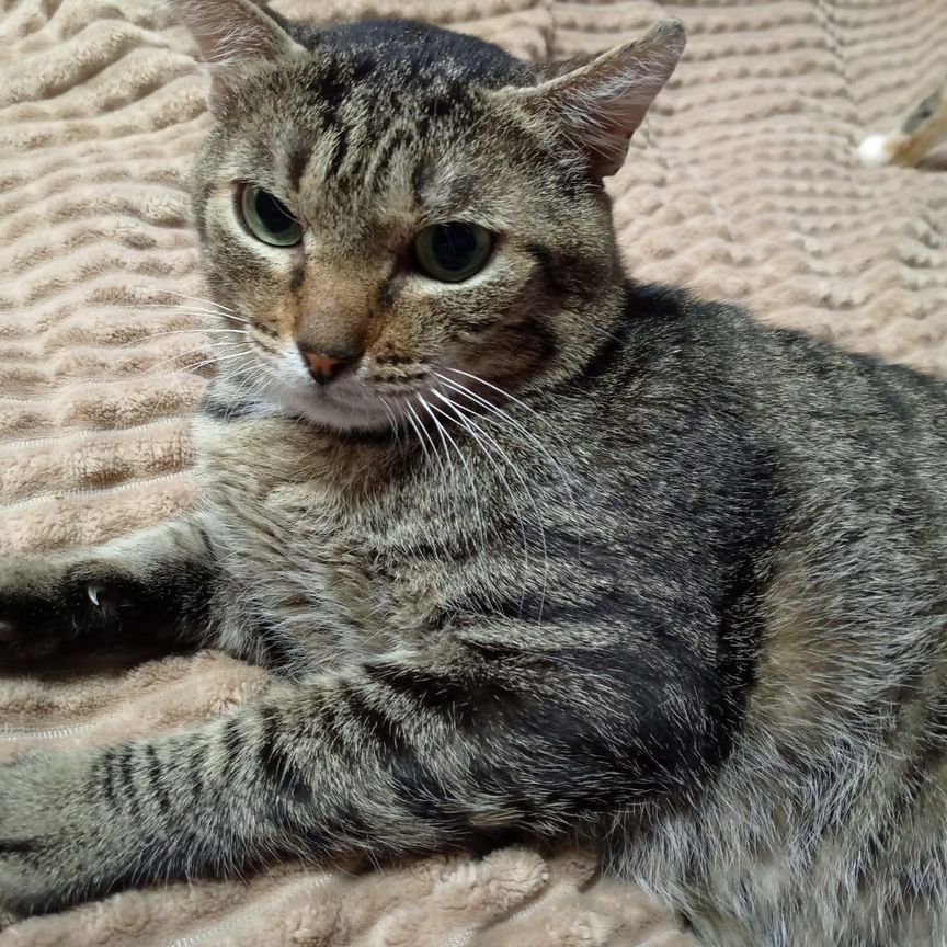 Котики бесплатно