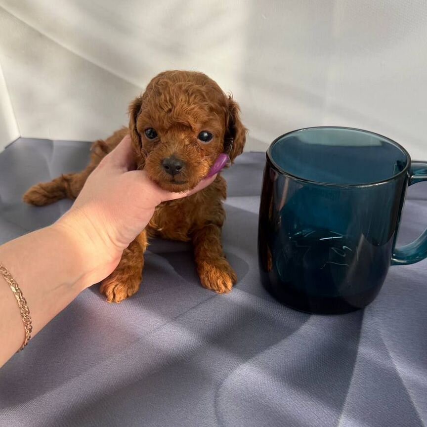 Той-пудель, щенок