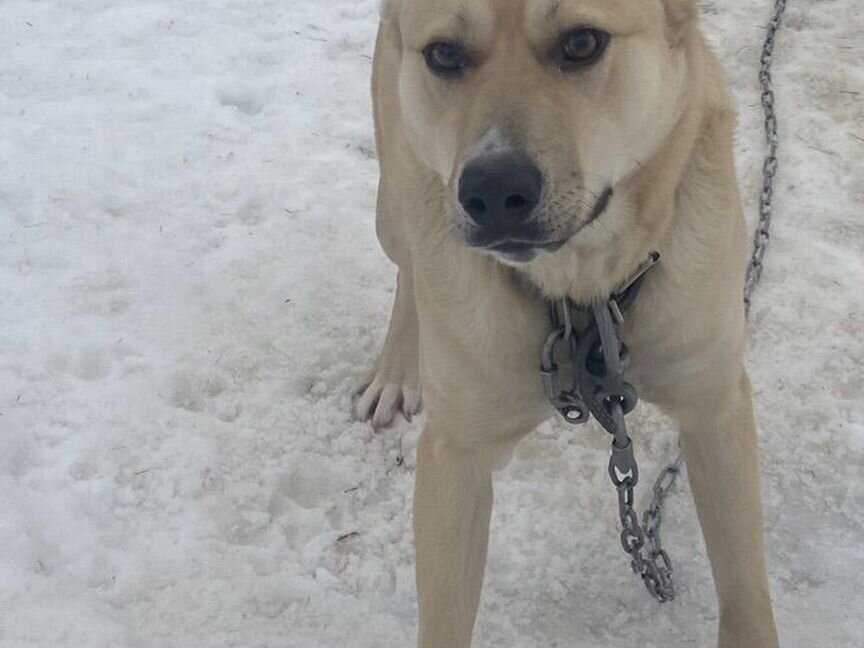 Собака в добрые руки даром