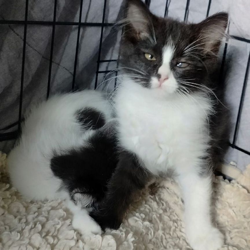 Котёнок в добрые руки