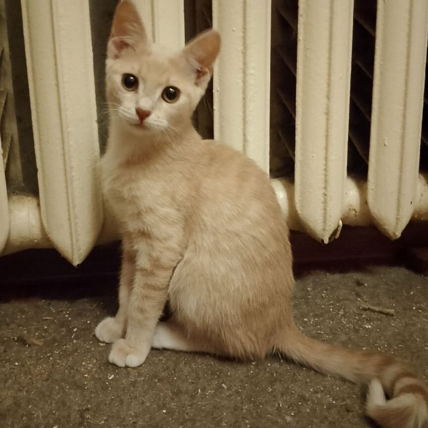 Рыжий котик в добрые ручки