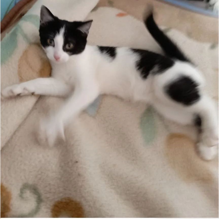 Котёнок в добрые руки