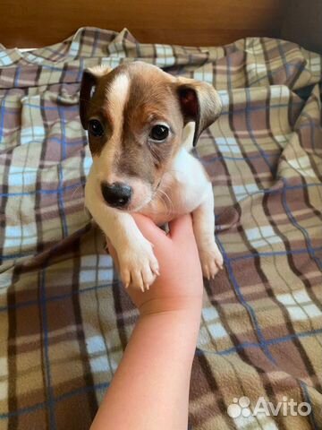 Джек Рассел терьер вязка