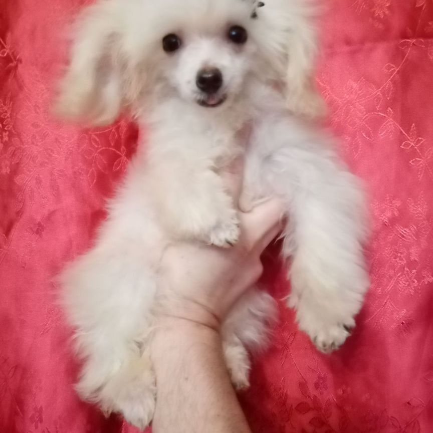 Tini poodle