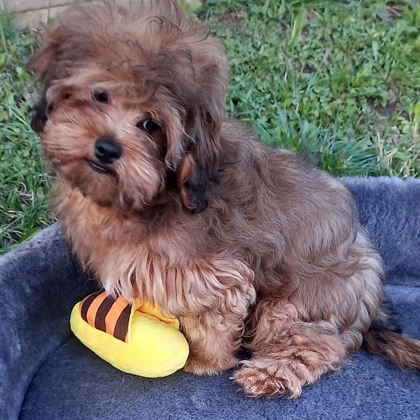 Мальтипу, щенок