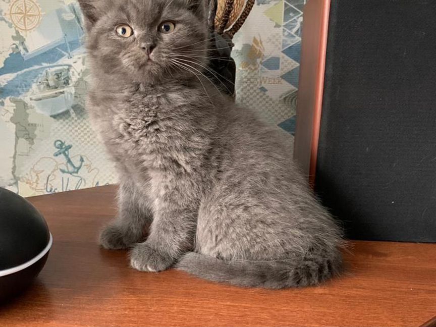 Красивый котик