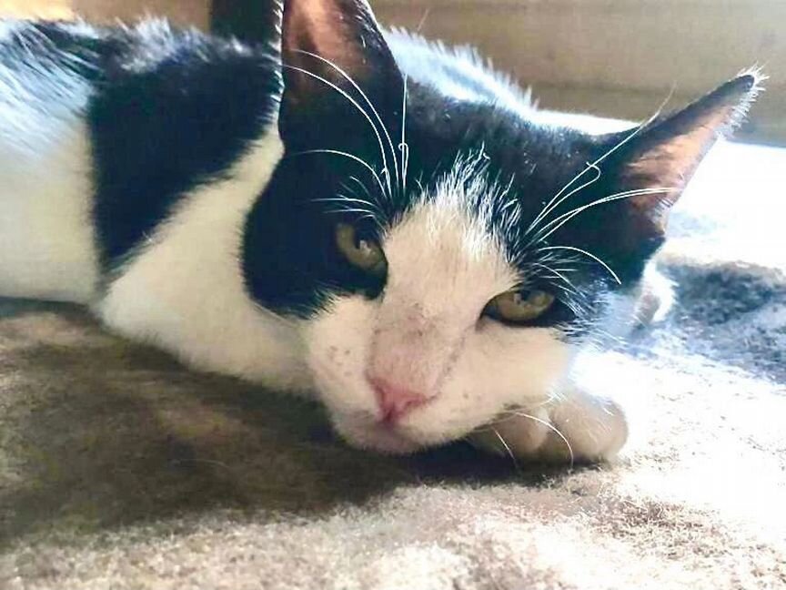 Котенок 6мес ищет дом