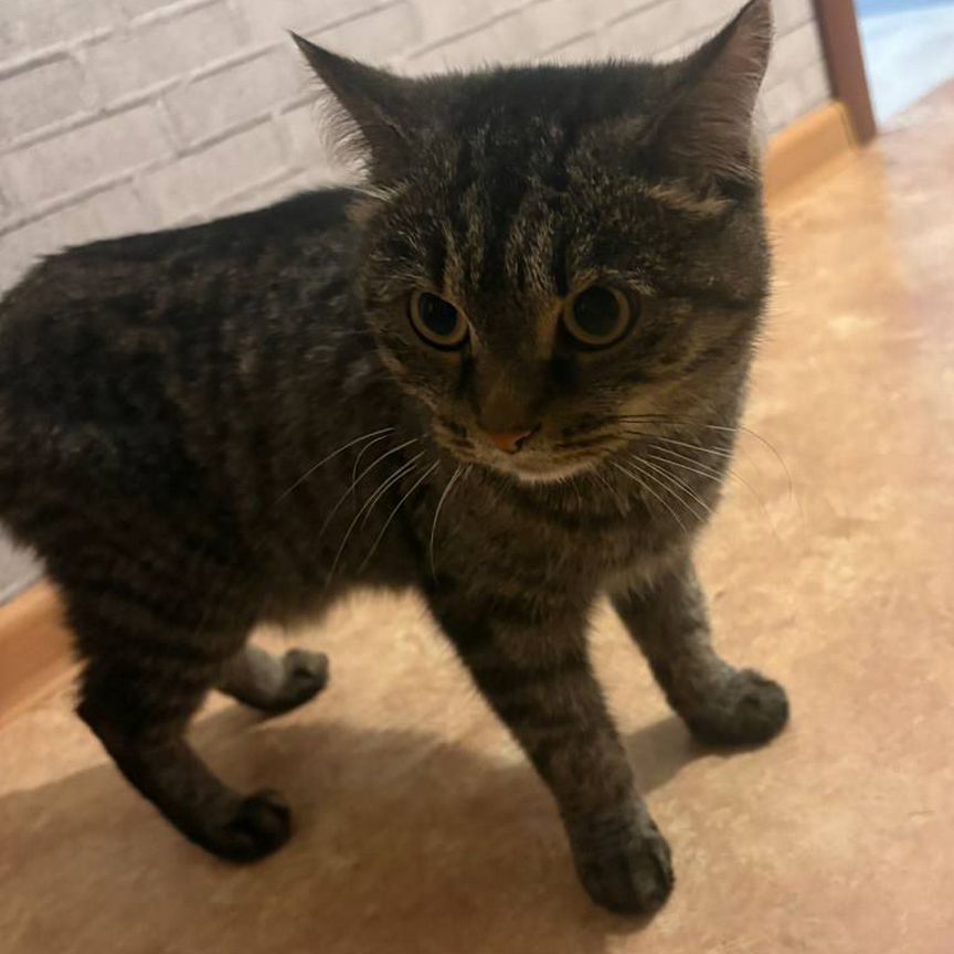 Взрослая кошка в добрые руки