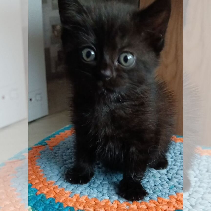 Котëнок