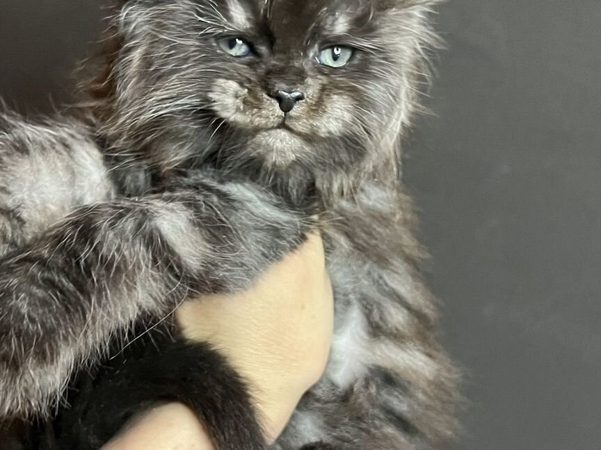 Котик мейн кун
