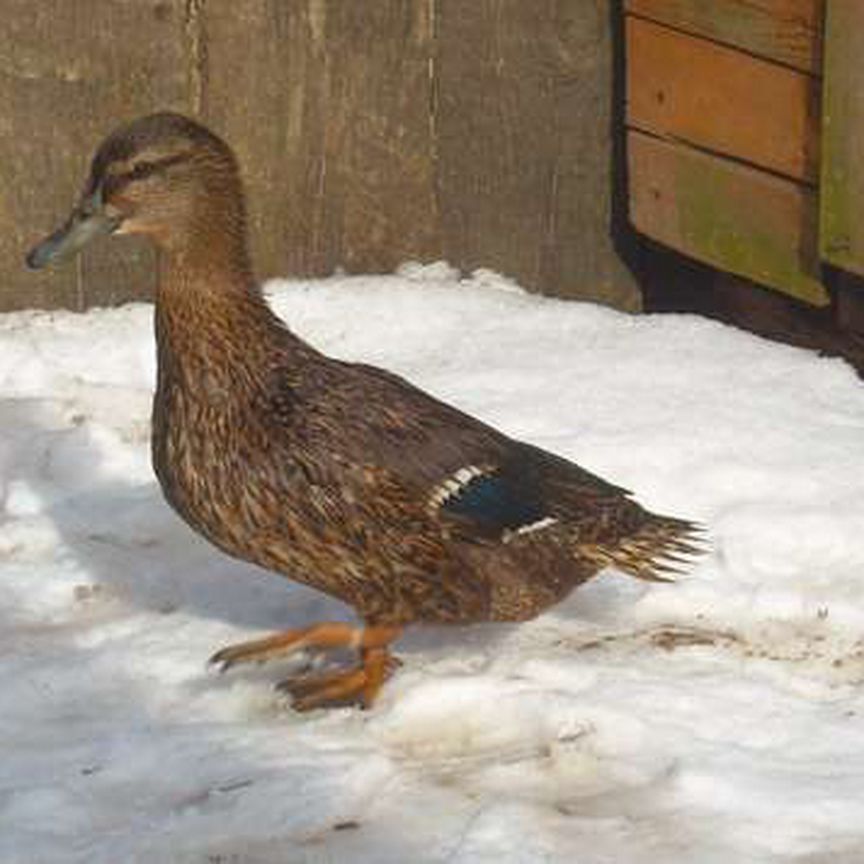 Подсадные утки