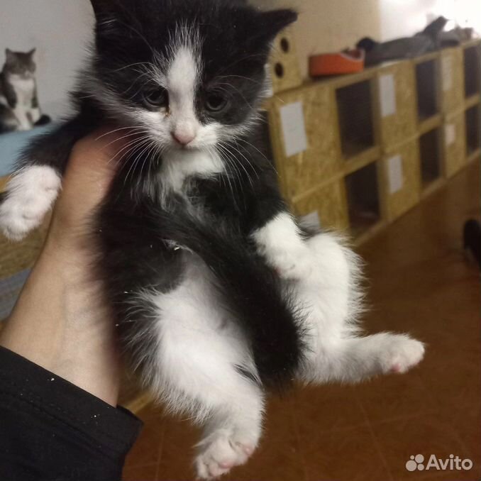 Котенок Пятачок