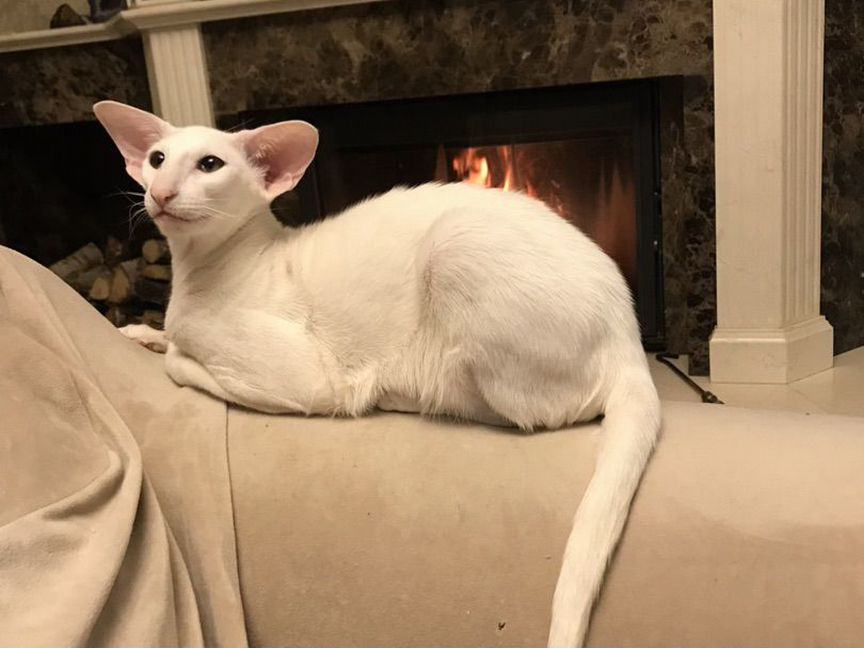 Кошка