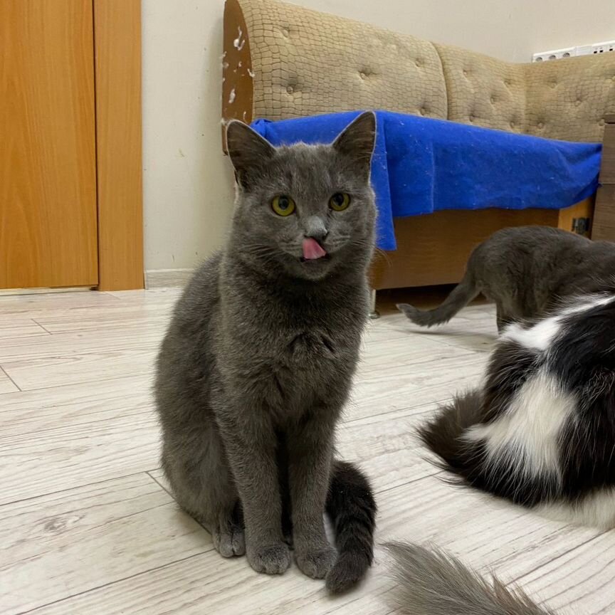 Нинель ищет дом